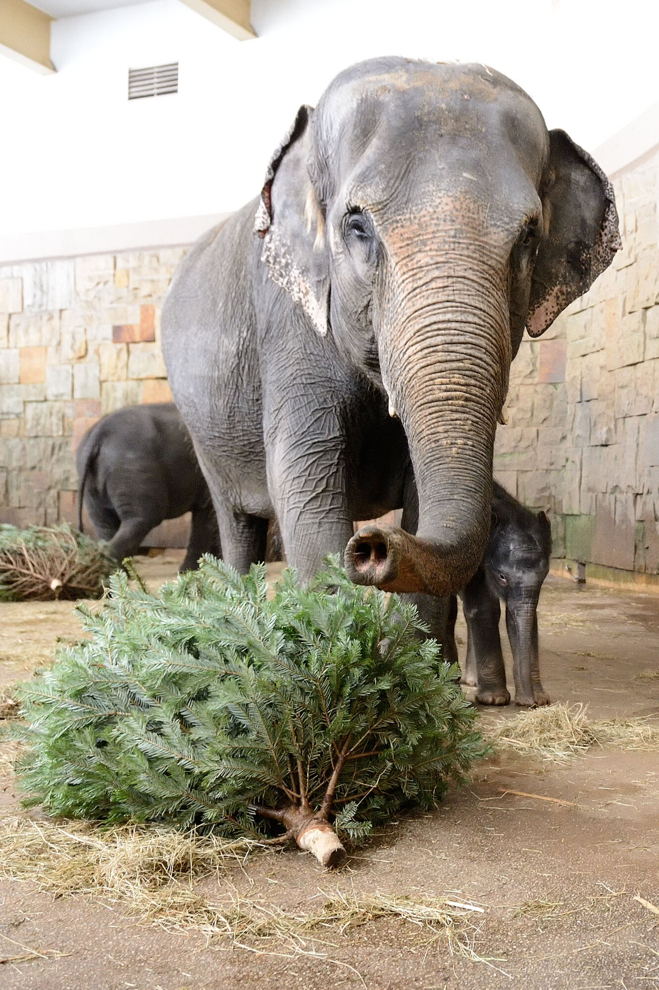 What’s that pricking there? Christmas tree feeding at Tierpark Berlin ...