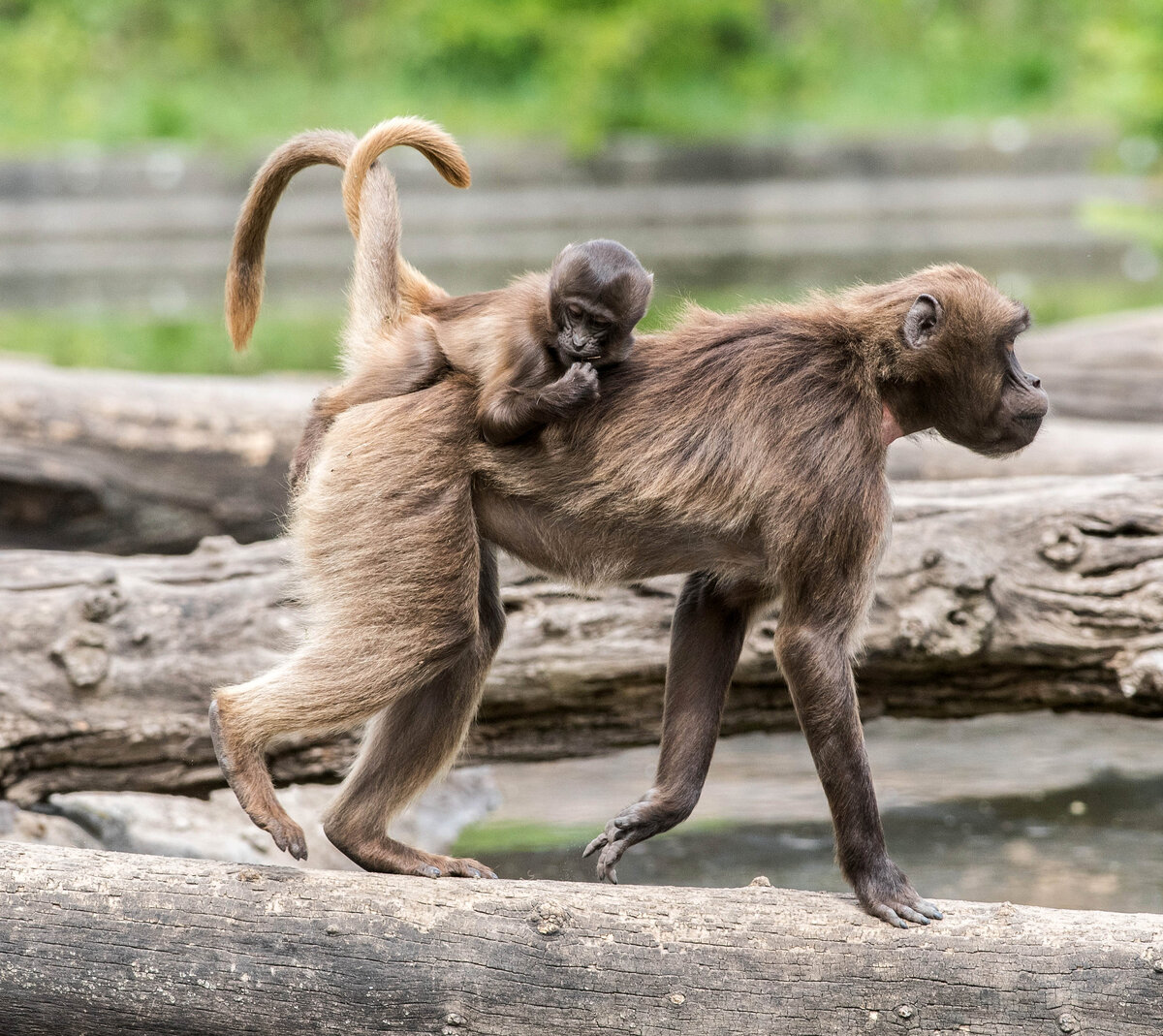 Kleine Affen toben im Tierpark Berlin – Zoo Berlin