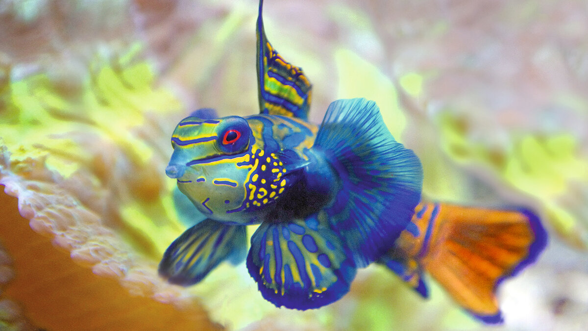 Fascinating fish – Zoo Berlin