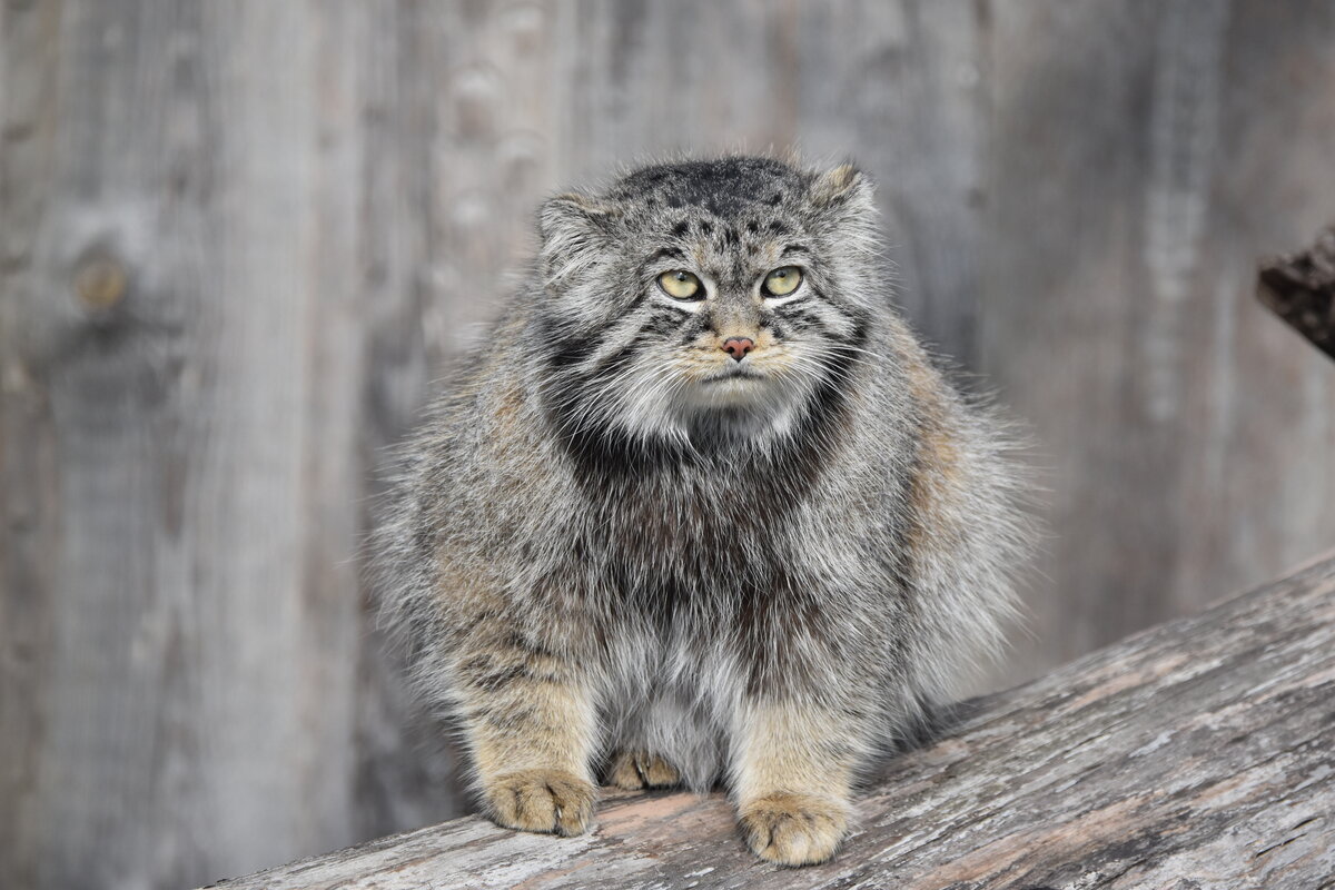 Happy International Pallas's Cat Day! – Zoo Berlin