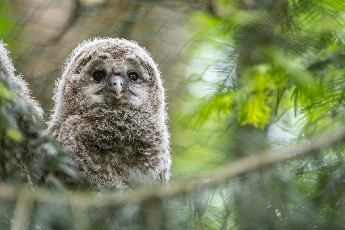 Ural owls in Bavaria – Zoo Berlin