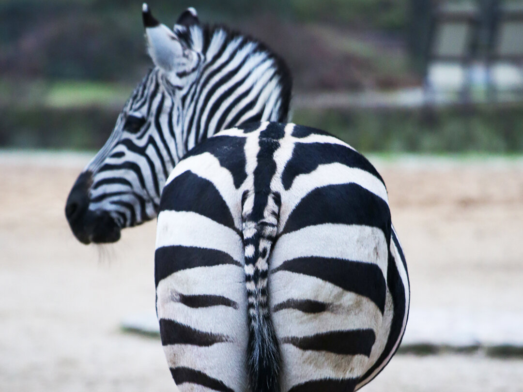 Zoo Berlin