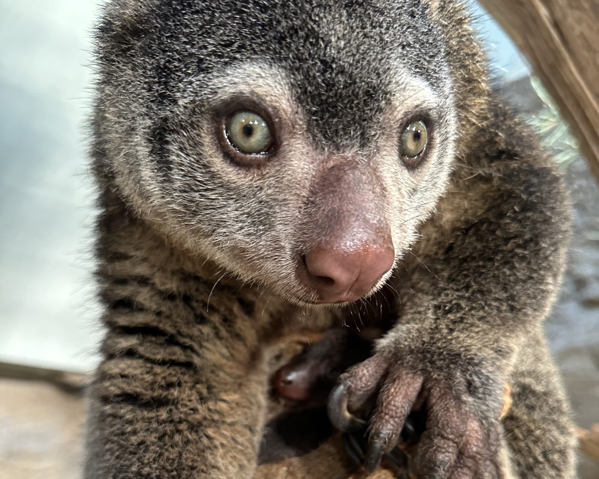 A baby with a hypnotic stare – Zoo Berlin