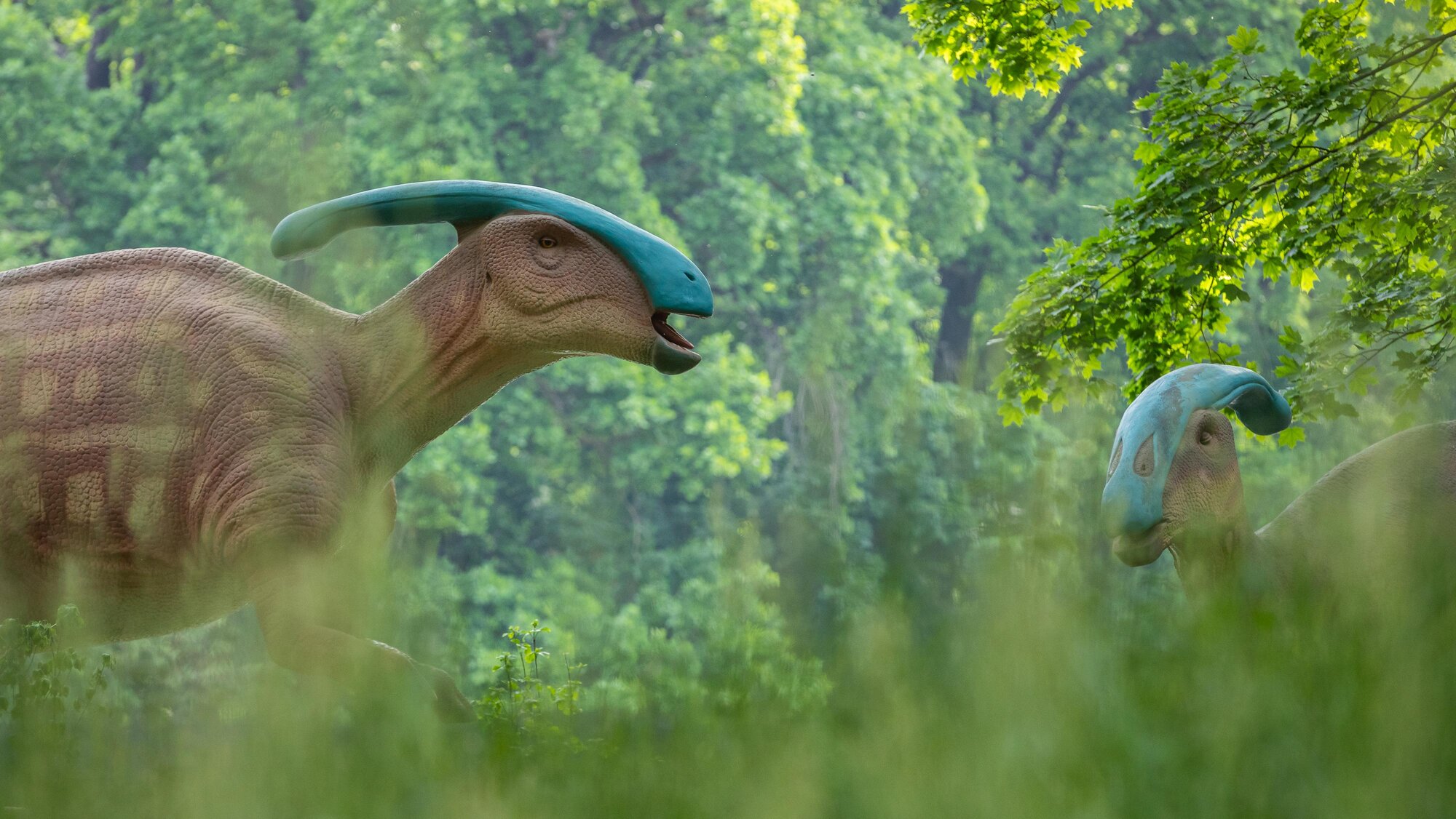 Parasaurolophus Forhistorisk Park Parasaurolophus | Dinosaur King