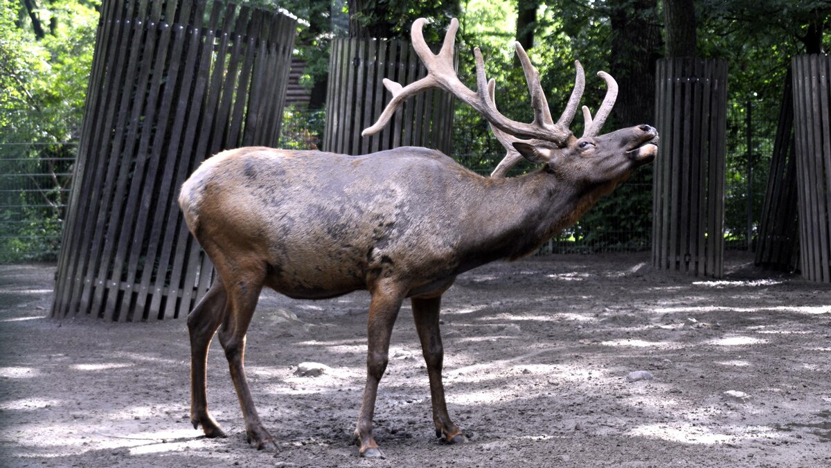 Brunftzeit bei den Hirschen – Zoo Berlin