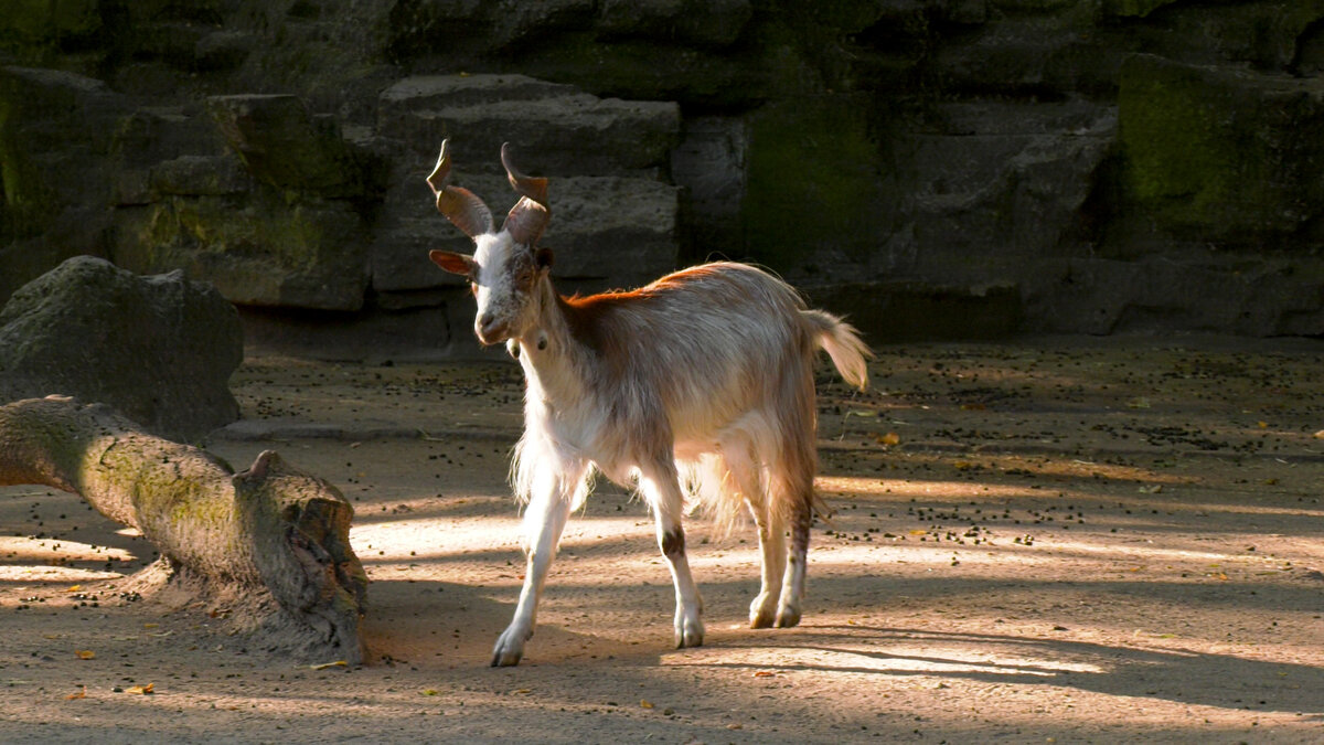 A RARE GOAT – Zoo Berlin