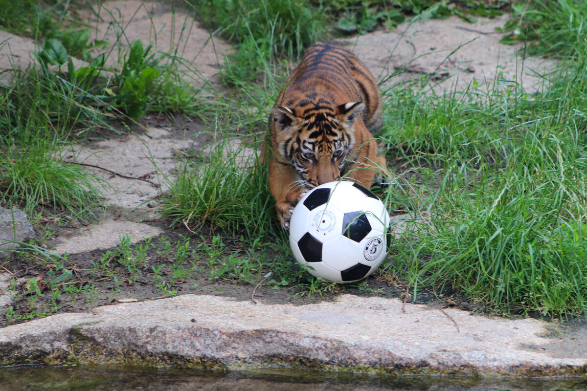 Soccer Balls for the tigers – Zoo Berlin
