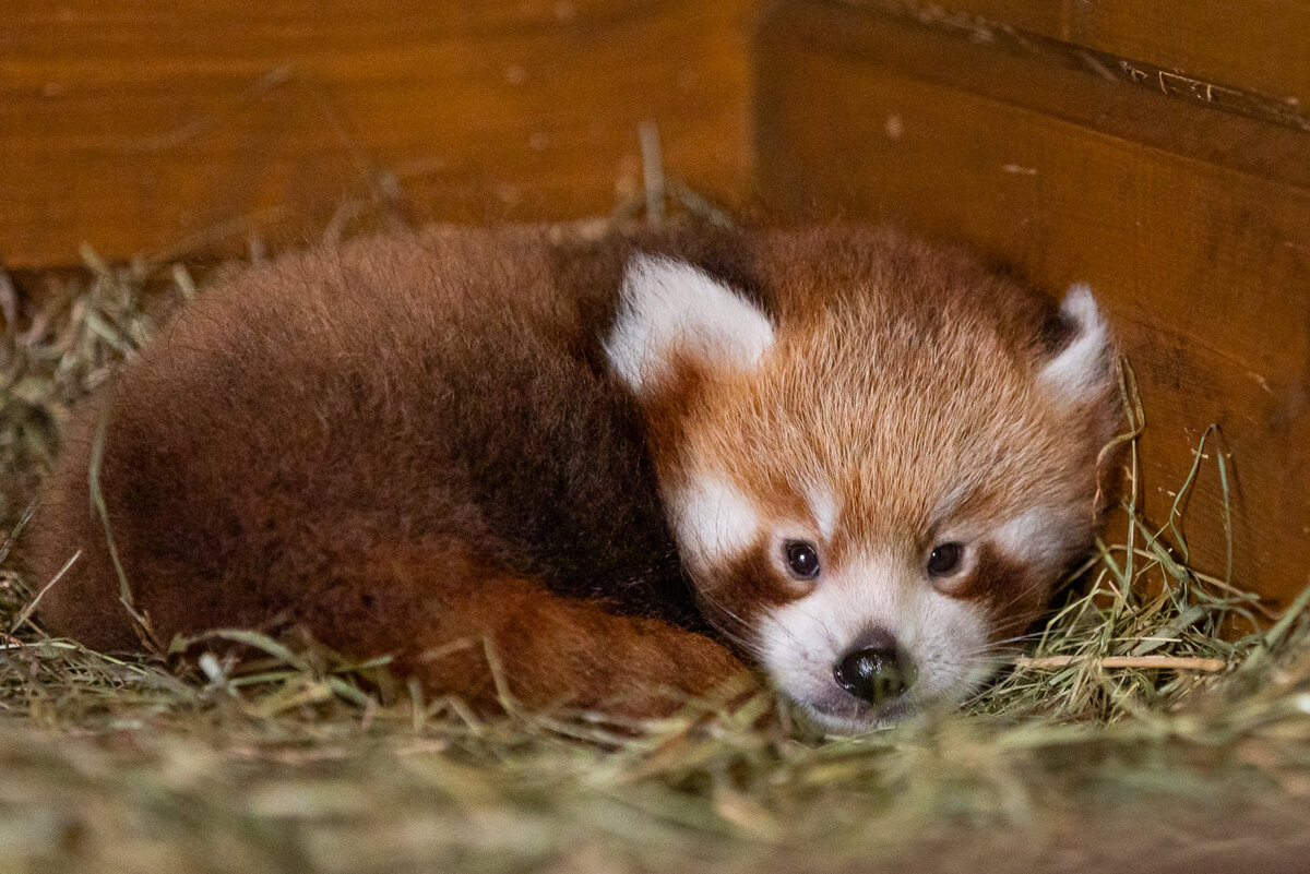 Sleeping Baby Red Panda