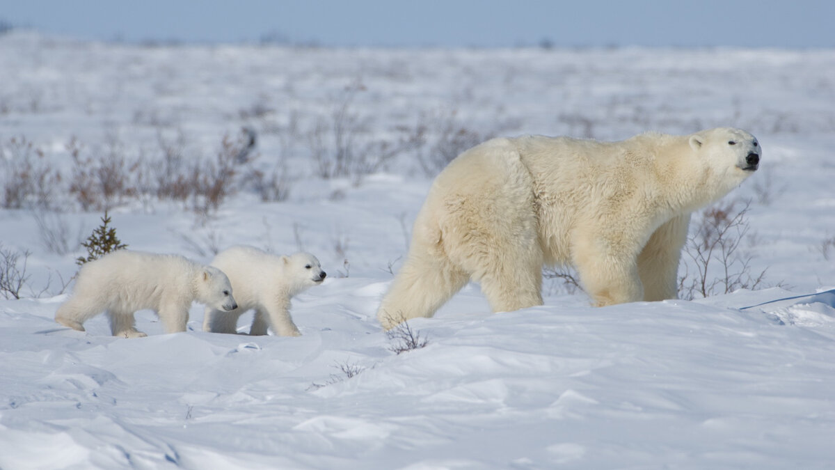 Polar Bear Week: Update from Svalbard – Zoo Berlin