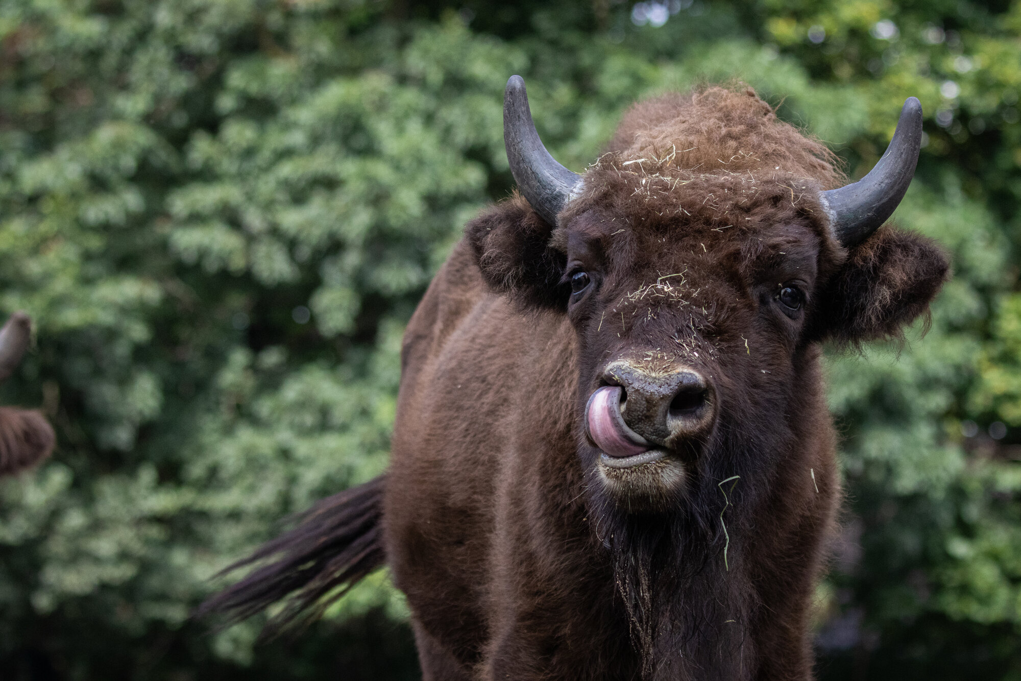 A century of bison rescue – Zoo Berlin