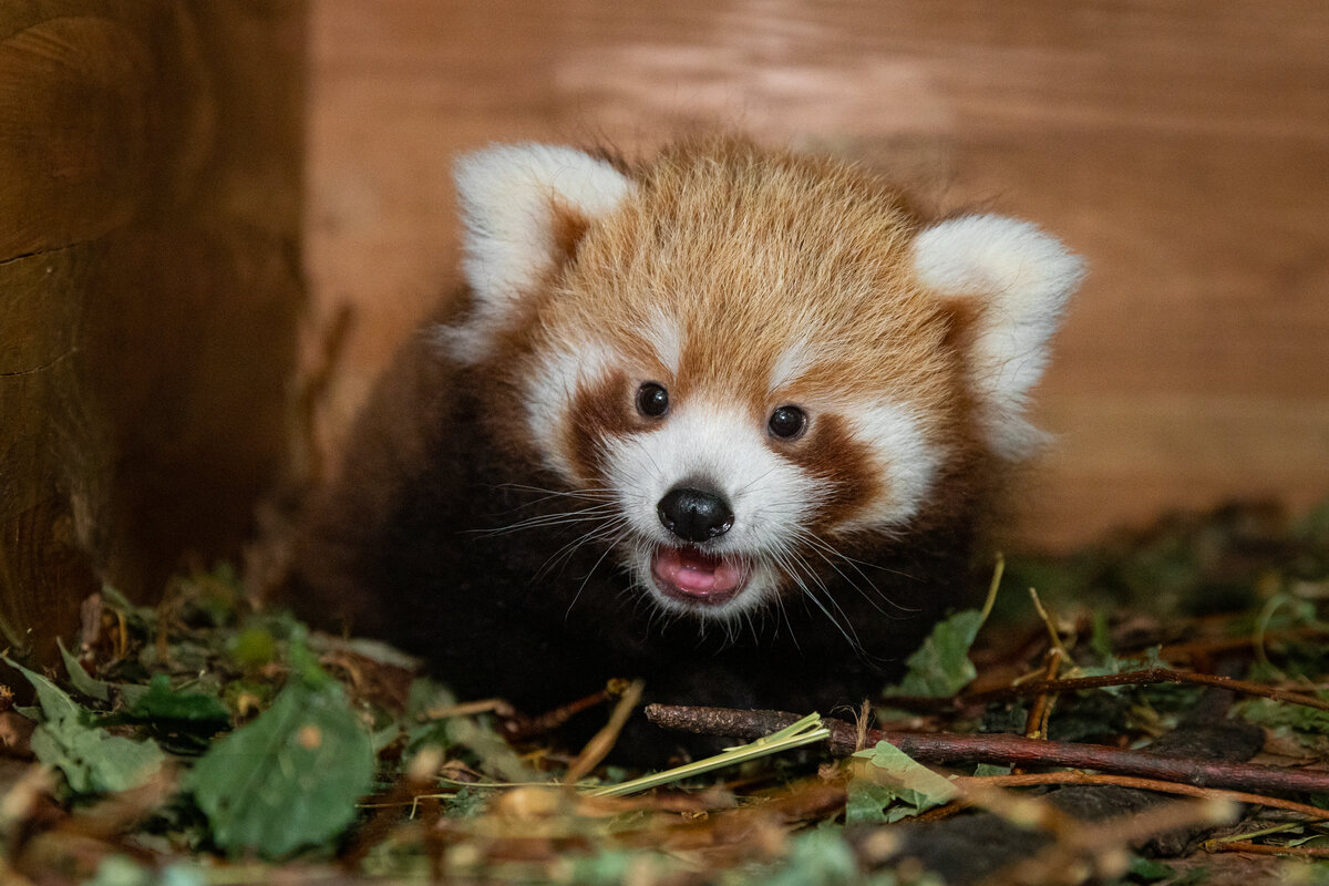 #InternationalRedPandaDay – Zoo Berlin