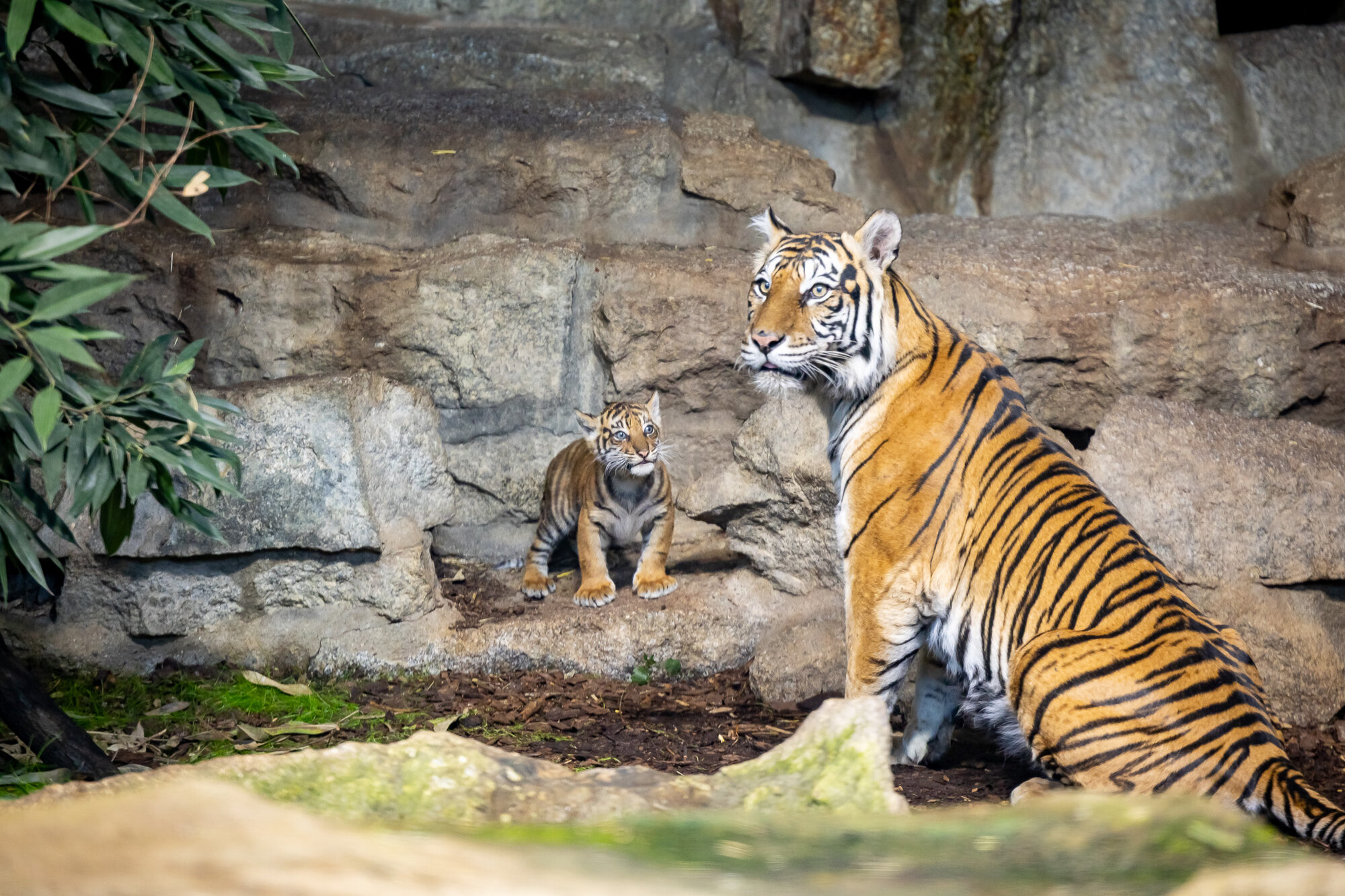 Vom Aussterben bedroht: Mini-Tiger mit Maxi-Power – Zoo Berlin