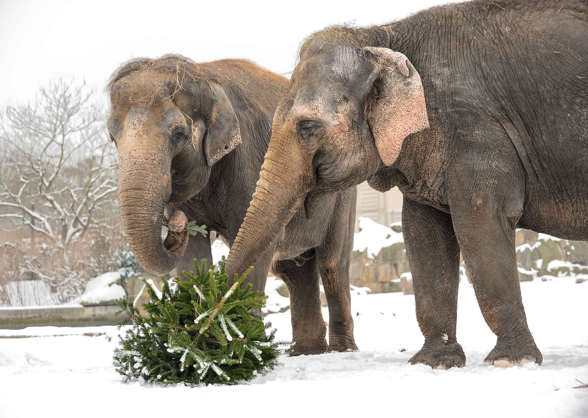 What’s that pricking there? Christmas tree feeding at Tierpark Berlin ...