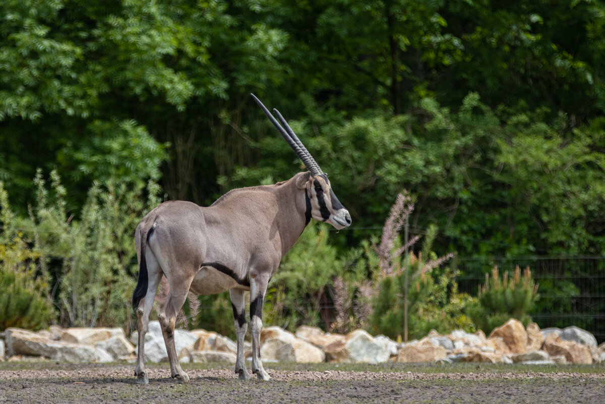 Aufregung steigt: Savanne eröffnet – Zoo Berlin