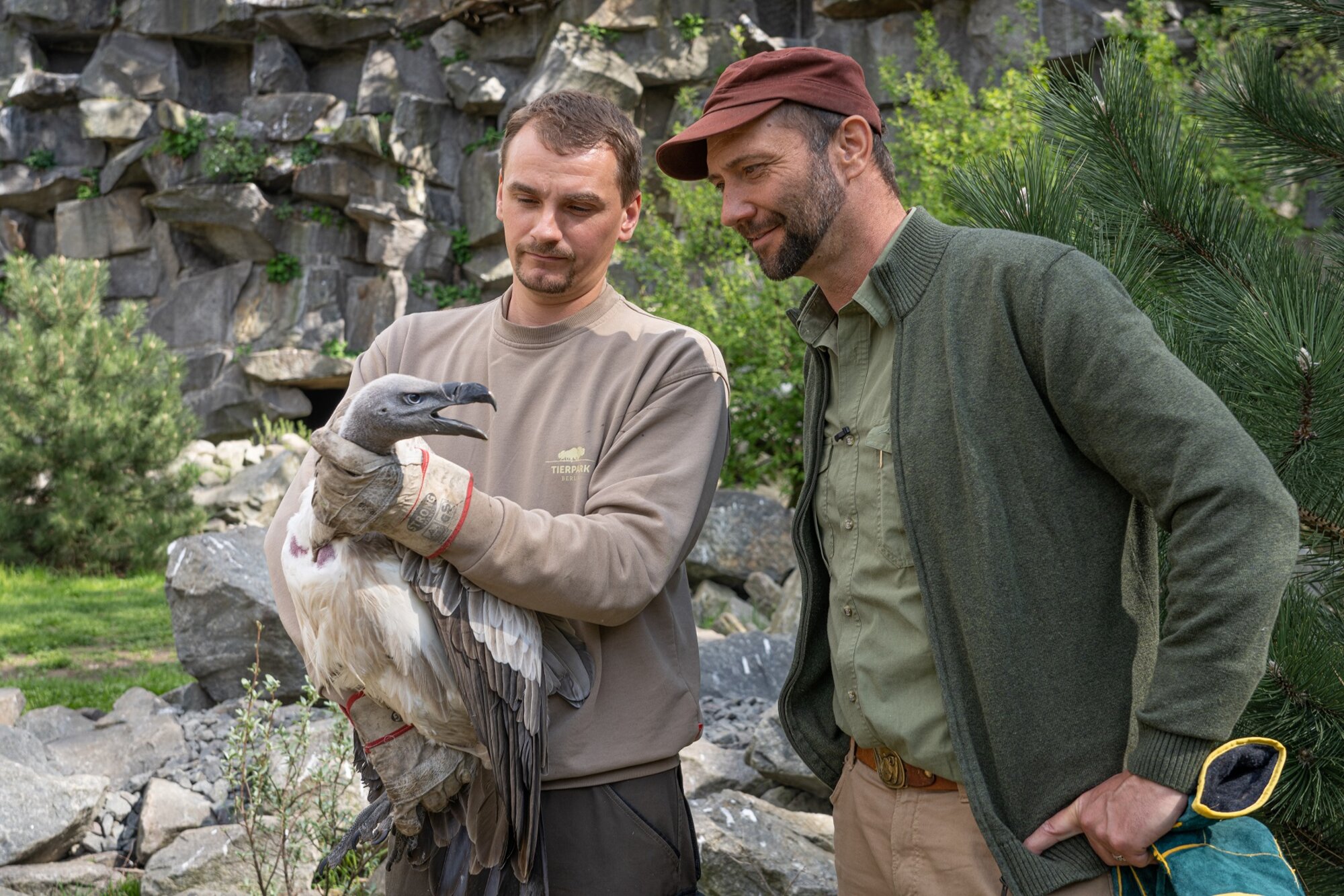 Geier mit Forschungsauftrag – Zoo Berlin