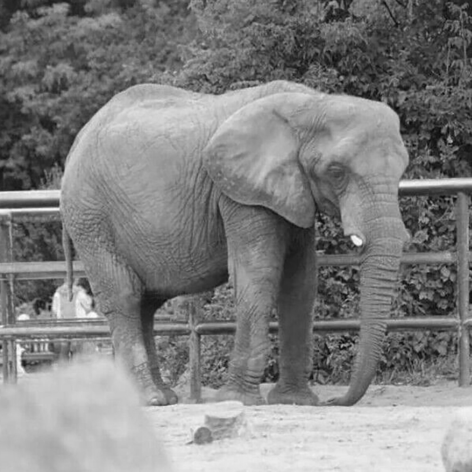 A sad loss for the Tierpark – Zoo Berlin