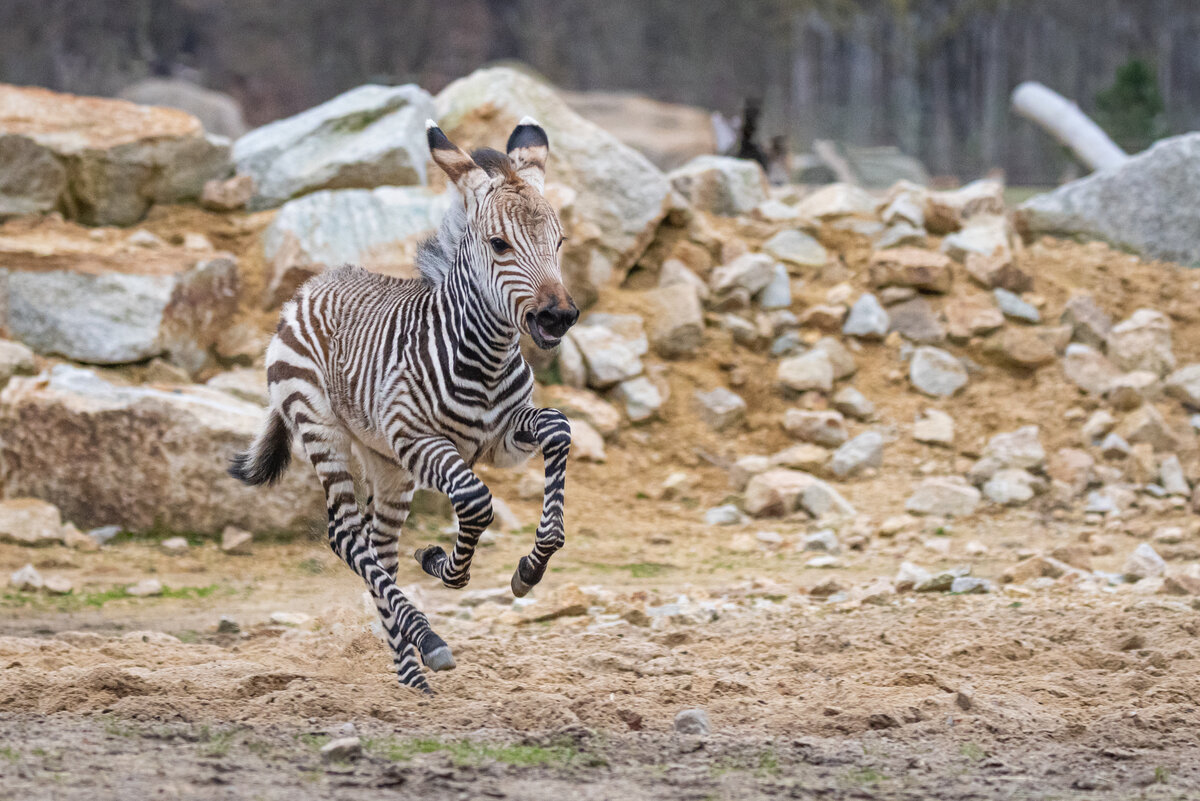 Full speed ahead into the new year – Zoo Berlin