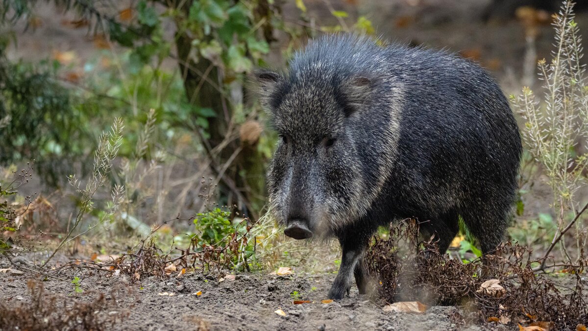 Nosing around – Zoo Berlin